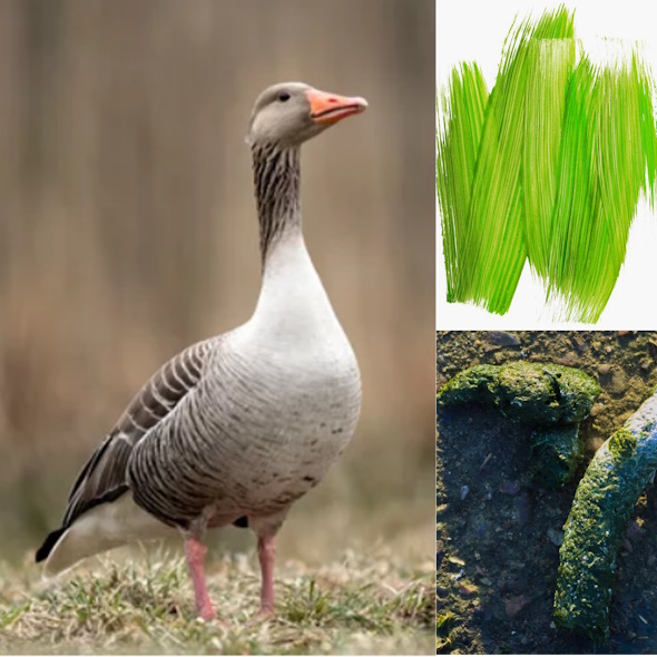 The color green